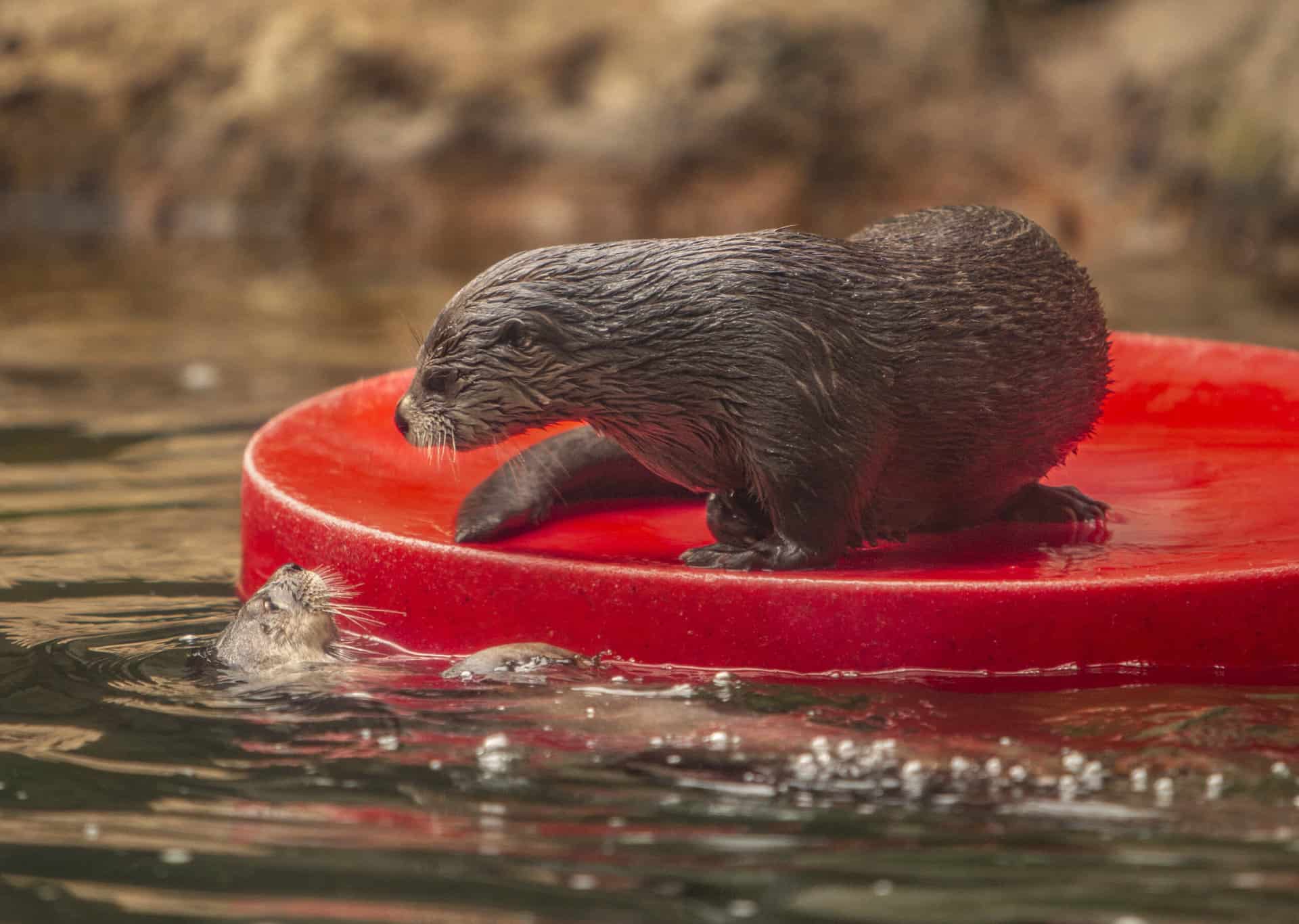 Exhibits at MODS - Museum of Discovery & Science | IMAX AutoNation